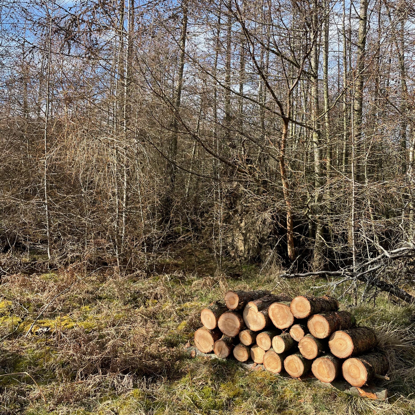 Woodland - Nick James Design