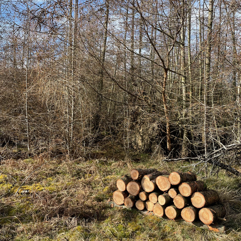 Woodland - Nick James Design