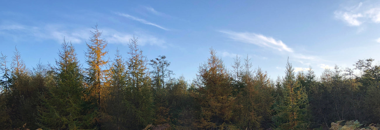 Woodland - Nick James Design