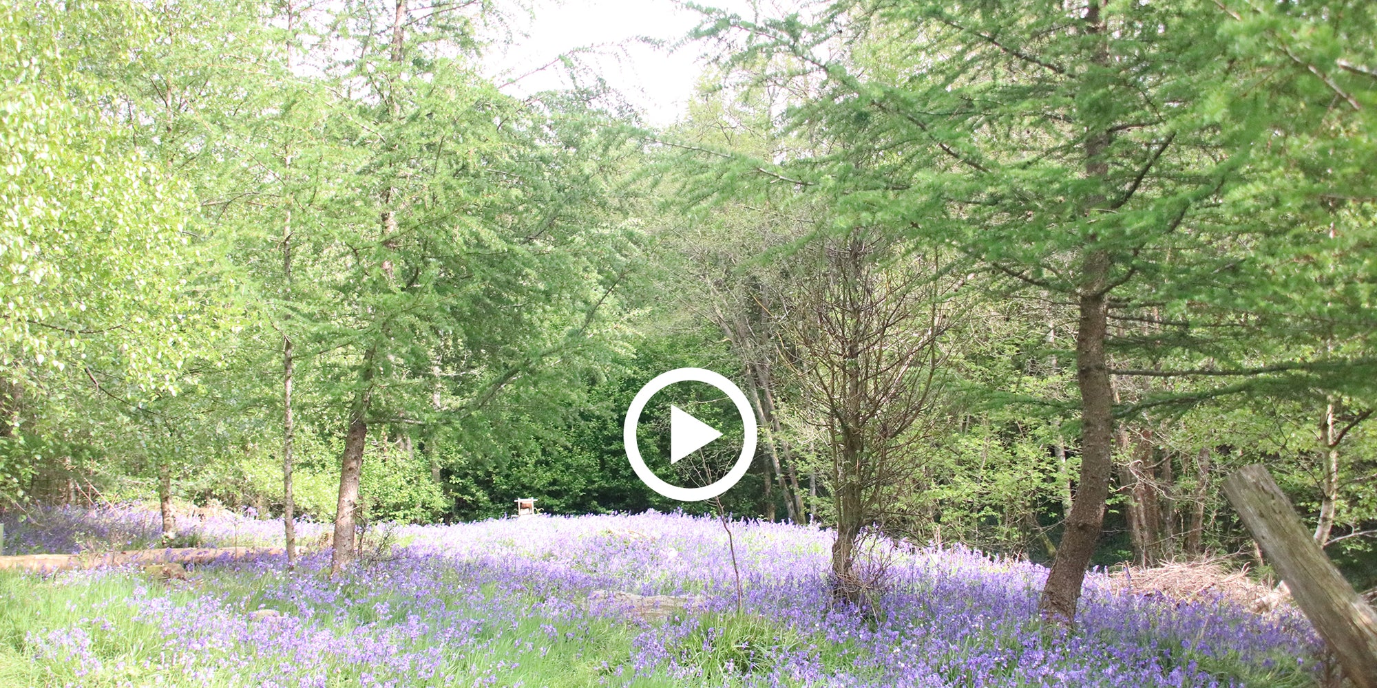 Woodland - Nick James Design